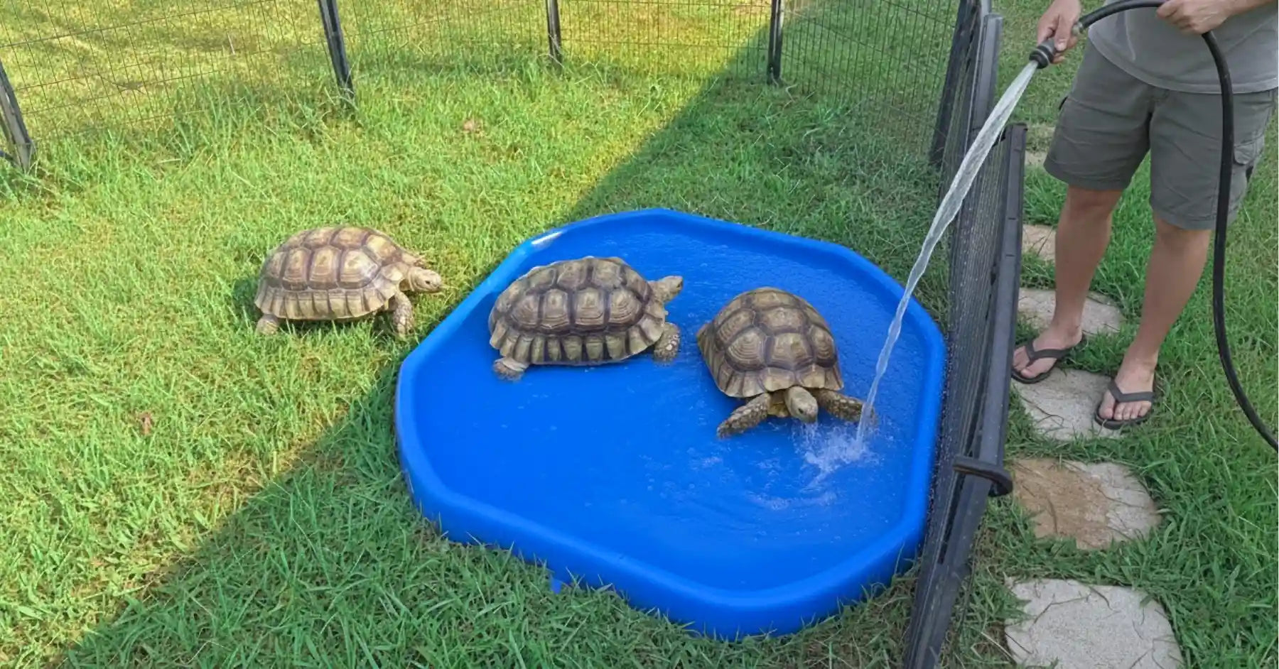 Do Tortoises Like to Soak in Water? Habits, Species Differences & How ...